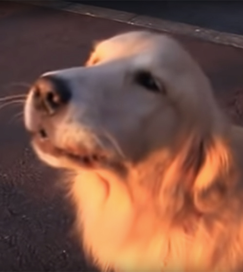 Why Is My Golden Retriever Howling At Siren